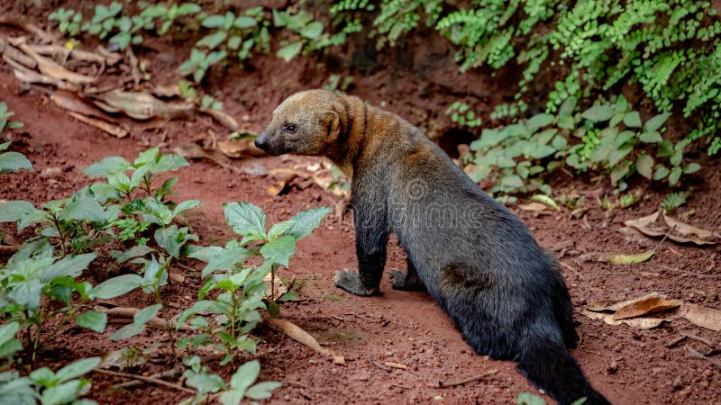 Tayra foto de archivo. Imagen de bosque, costa, color - 196085286