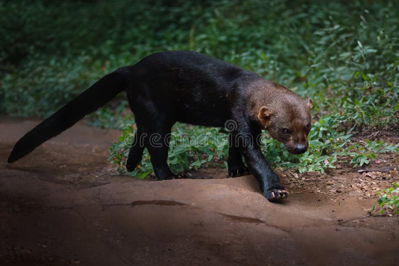 Tayra - Central and South America Mustelid Stock Photo - Image of irara ...