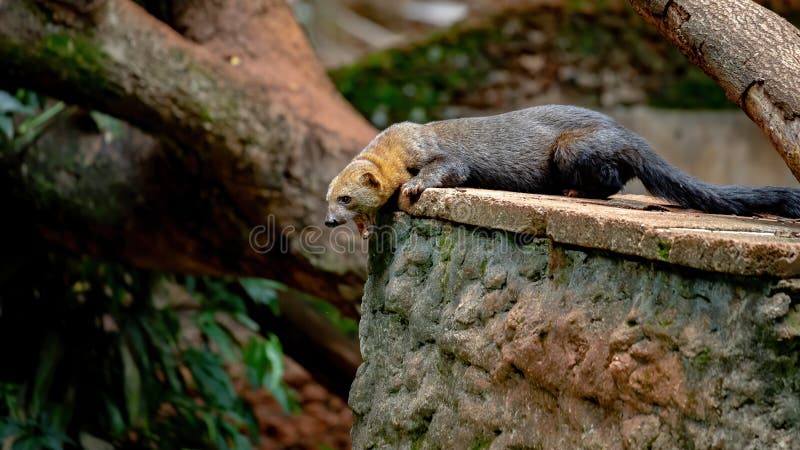 Tayra stock image. Image of beautiful, close, black - 196085197