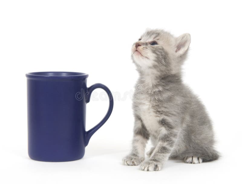 Taza del gatito y de café foto de archivo. Imagen de barbas - 2676316