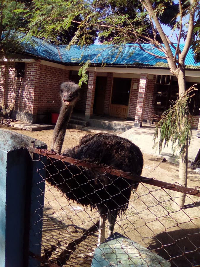 Tazul stock photo. Image of plase, bird, tazul, pakhi - 113200608