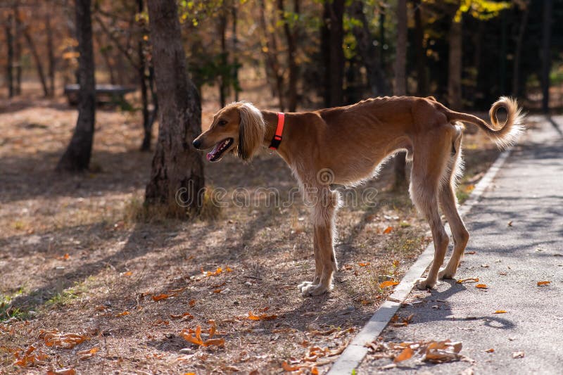 Tazy. Central Asian Greyhound Walking in Autumn. Stock Image - Image of ...