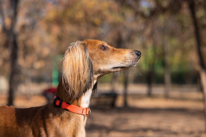Tazy. Central Asian Greyhound Walking in Autumn. Stock Photo - Image of ...