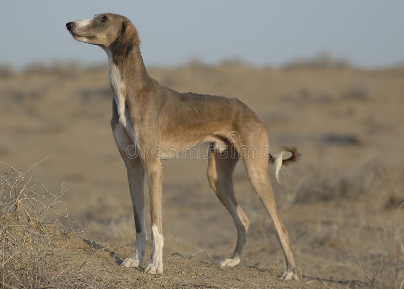 Tazy dog breed photo stock photo. Image of prairie, grazing - 211553796