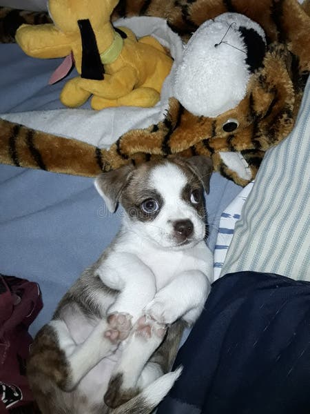 Tazz Letterhead Stock Photos - Free & Royalty-Free Stock Photos from ...