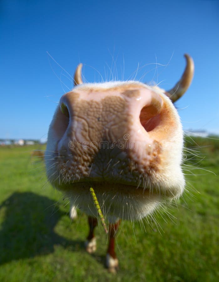 Tazza Della Mucca Del Primo Piano Immagine Stock - Immagine di mucca ...