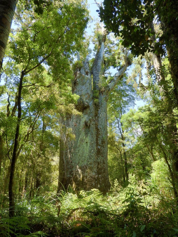 Te Matua Ngahere Kauri Tree Stock Image - Image of outdoor, bark: 127786289
