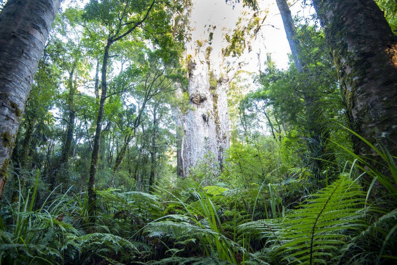 Te Matua Ngahere Kauri Tree Stock Photo - Image of trunk, agathis ...