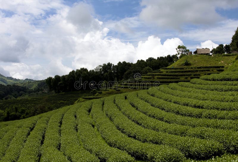 Tea stock photo. Image of beautiful, morning, estate - 10306612