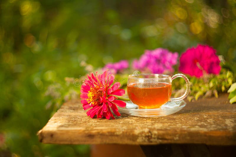Tea in beautiful cup stock photo. Image of mint, marjoram - 76520848
