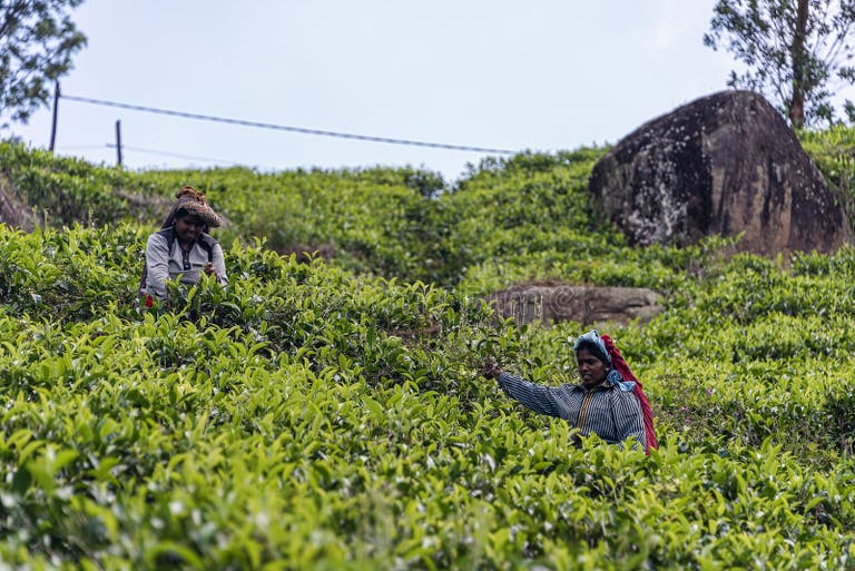 Tea Being Picked by Hand Using Traditional Methods Editorial Stock ...