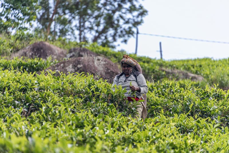 Tea Being Picked by Hand Using Traditional Methods Editorial Stock ...