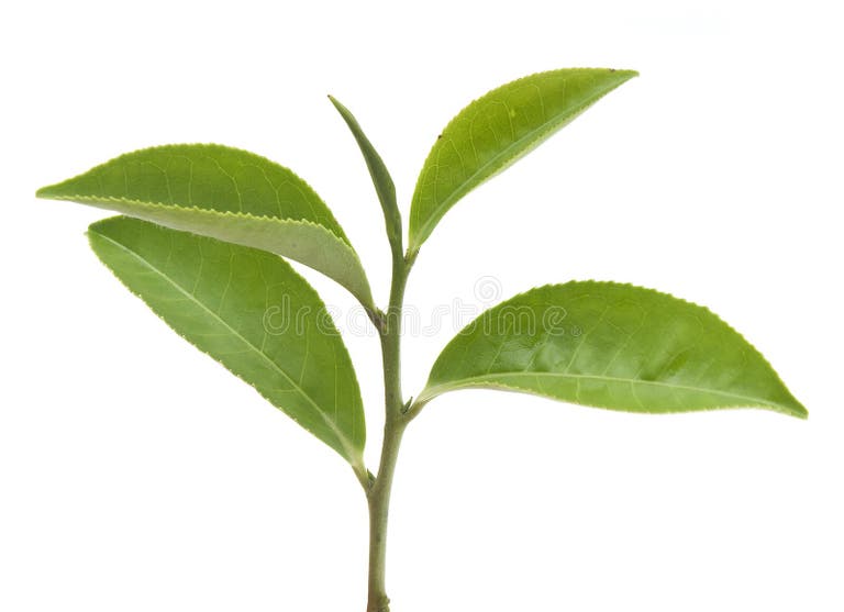 Tea branch stock photo. Image of leaves, fresh, twig - 26147654