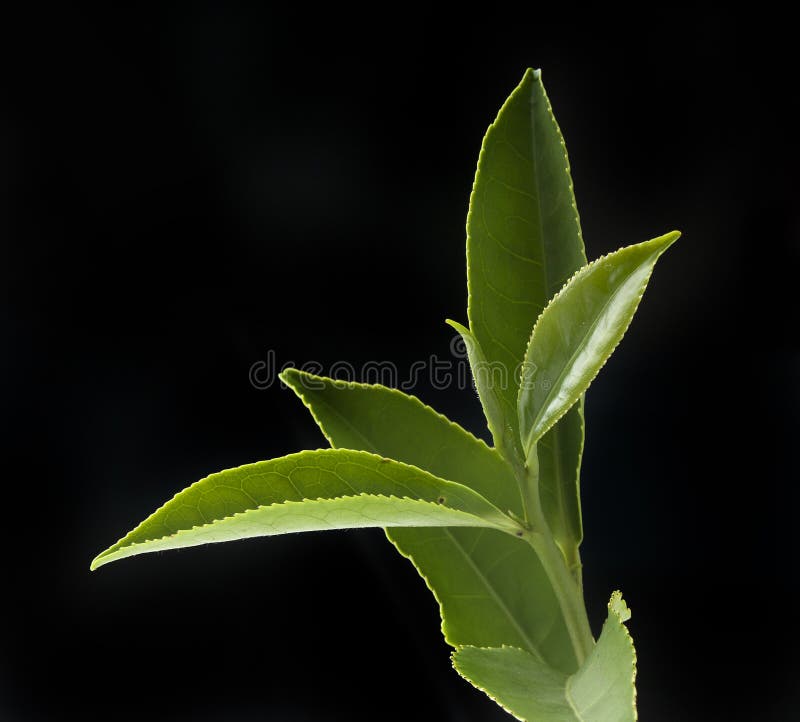 Tea branch stock photo. Image of leaves, herbal, flora - 26377286