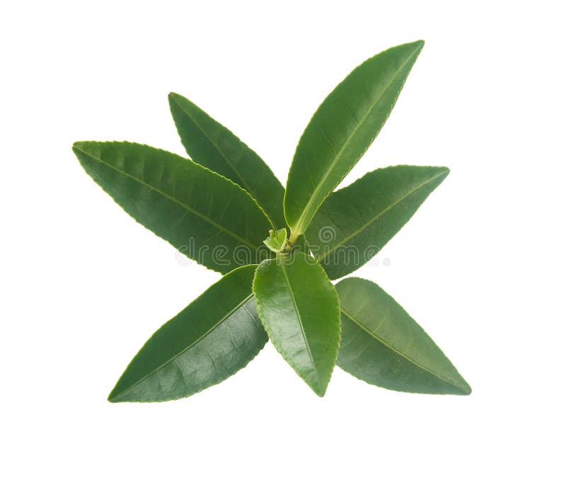 Tea branch stock photo. Image of clipping, drink, branch - 44709726