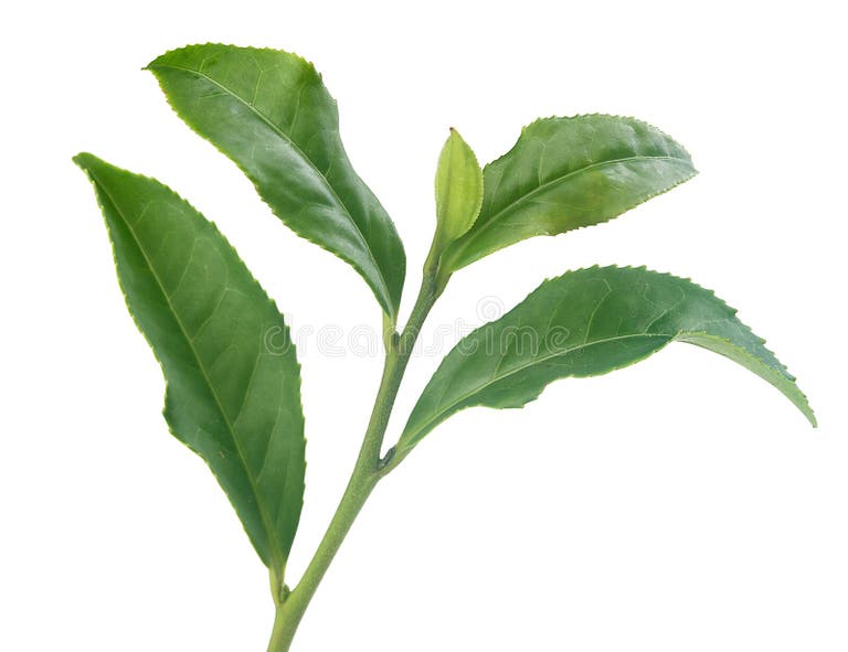 Tea branch stock photo. Image of leaves, clipping, isolated - 44451502