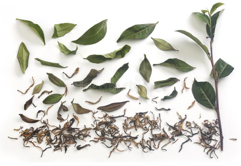 Tea Branch and Leaves with Dried Tea Stock Photo - Image of dried ...