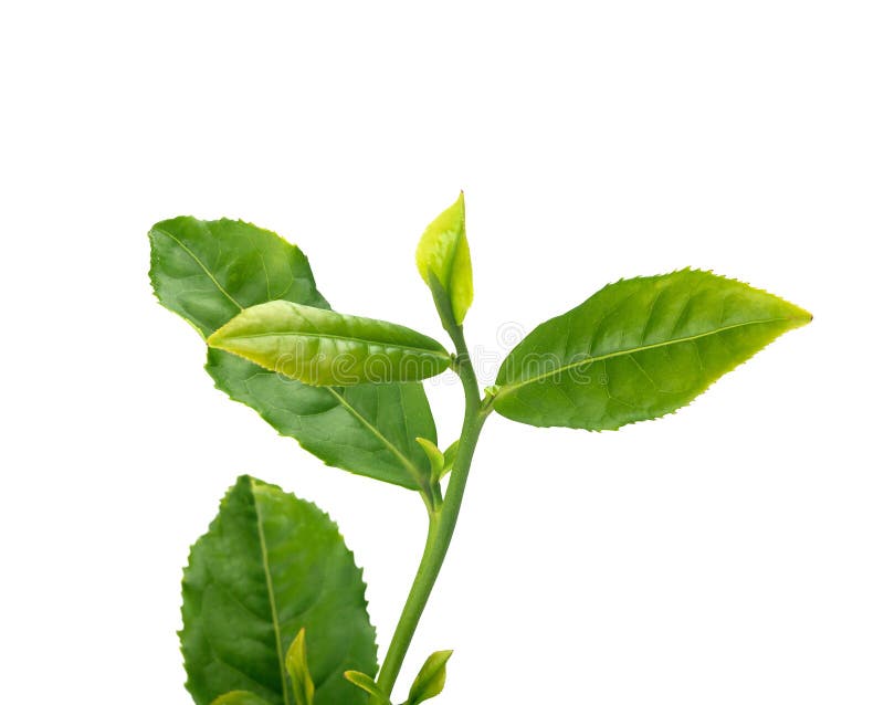 Tea branch with top leaves stock image. Image of plantation - 188323637