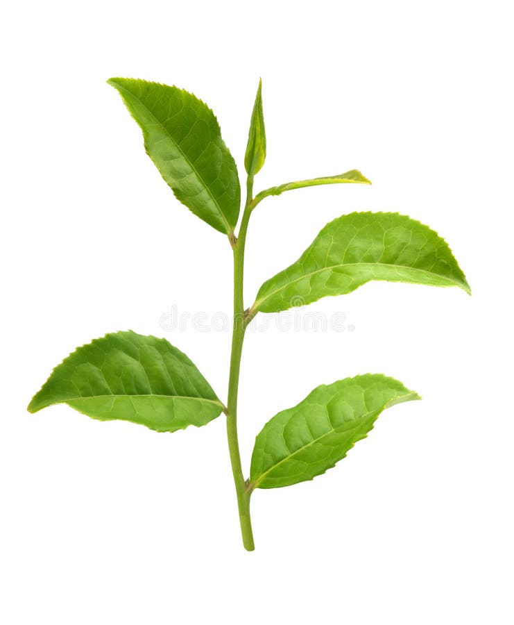 Tea branch with top leaves stock photo. Image of branch - 188323644