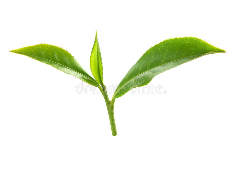 Tea branch with top leaves stock photo. Image of green - 188323686
