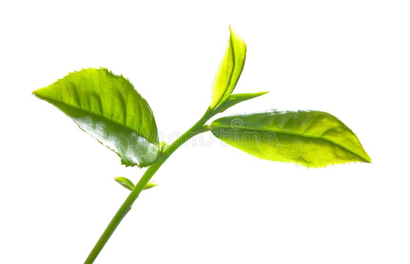 Tea branch with top leaves stock image. Image of path - 188323709