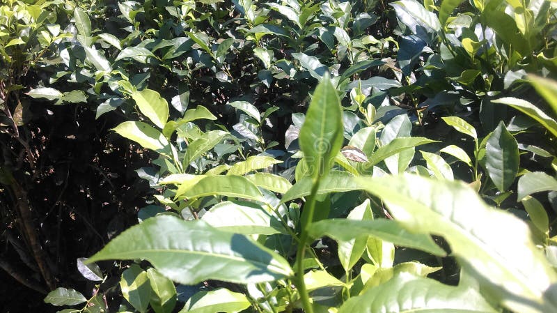 Tea bud stock photo. Image of portion, harvesting, immature - 137280674