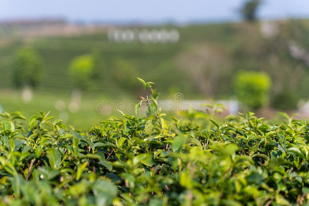 Tea Bud - Young Tea Leaf Shoots for Harvest Stock Photo - Image of ...