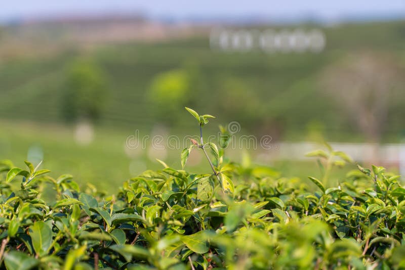 Tea Bud - Young Tea Leaf Shoots for Harvest Stock Image - Image of ...