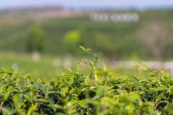 Tea Bud - Young Tea Leaf Shoots for Harvest Stock Image - Image of ...