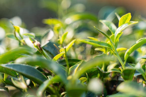 Tea Bud - Young Tea Leaf Shoots for Harvest Stock Photo - Image of ...