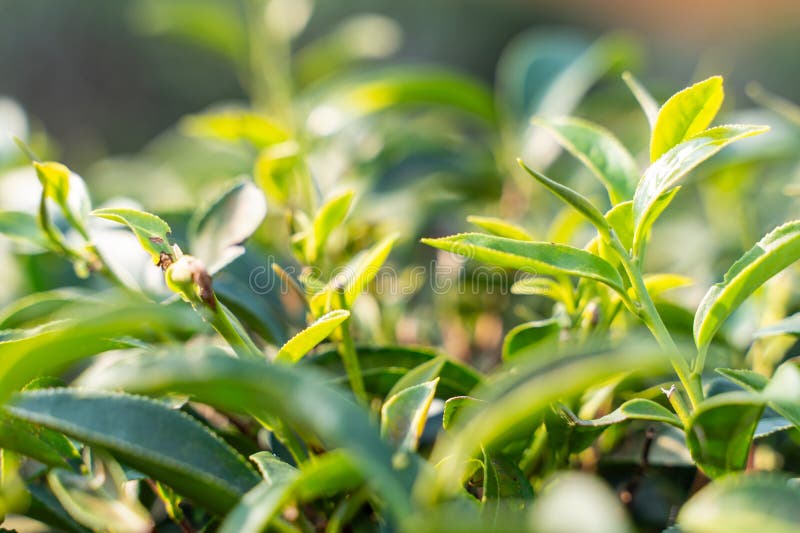 Tea Bud - Young Tea Leaf Shoots for Harvest Stock Image - Image of ...