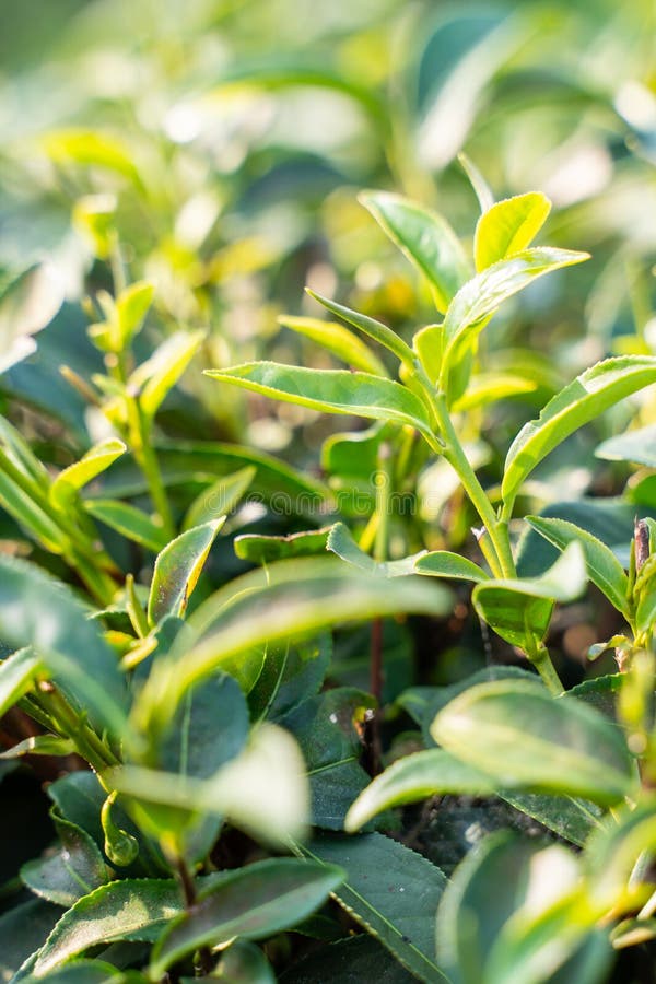 Tea Bud - Young Tea Leaf Shoots for Harvest Stock Image - Image of ...