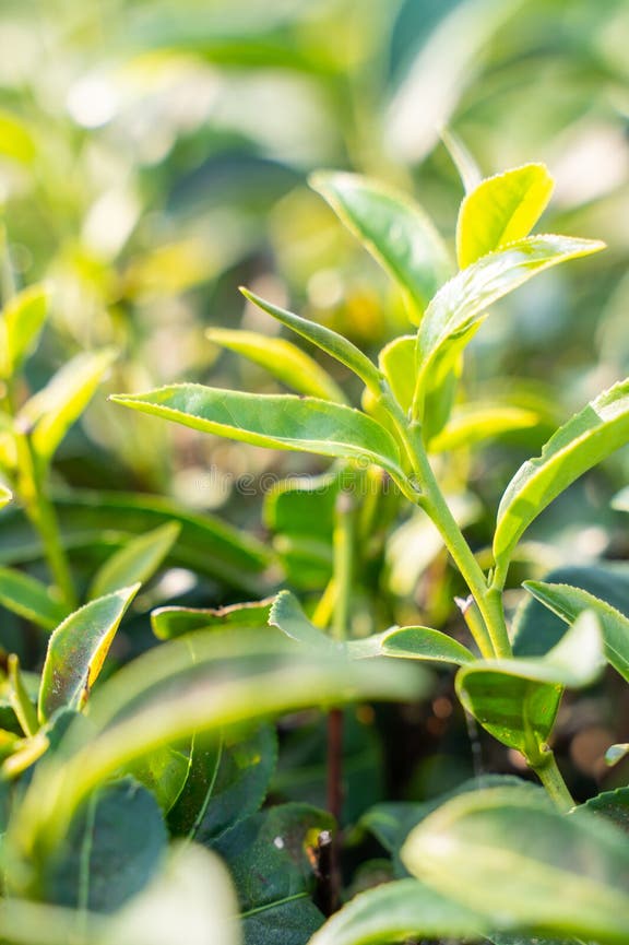 Tea Bud - Young Tea Leaf Shoots for Harvest Stock Photo - Image of ...