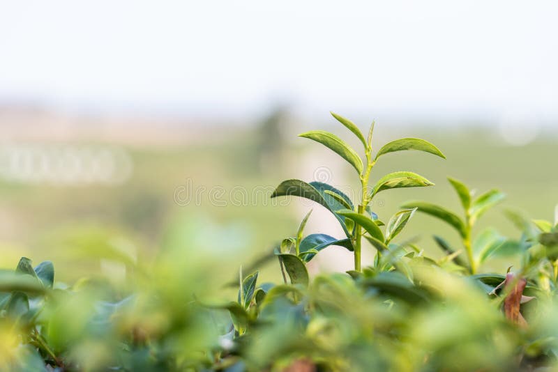 Tea Bud - Young Tea Leaf Shoots for Harvest Stock Image - Image of food ...