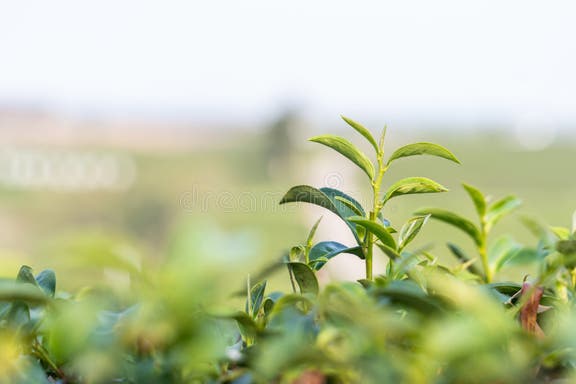 Tea Bud - Young Tea Leaf Shoots for Harvest Stock Image - Image of food ...