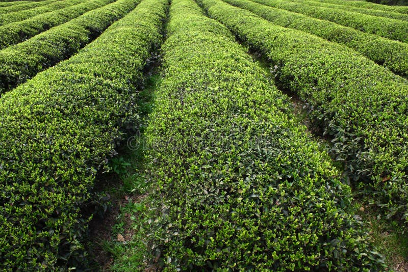 Tea Bush Picture. Image: 8959299