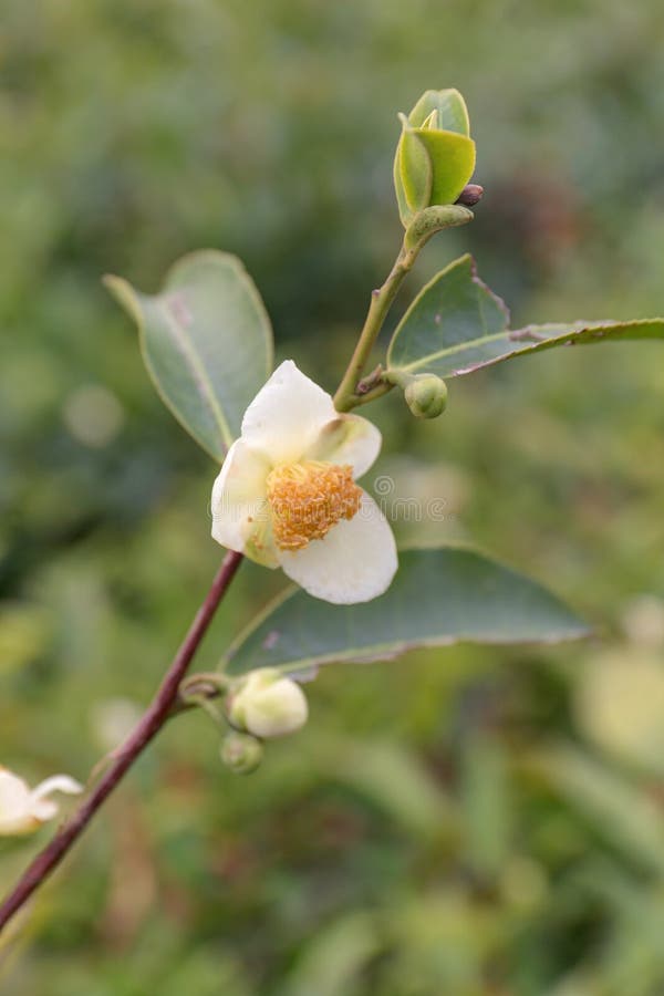 Tea bush branch closeup stock image. Image of outdoors - 65919449