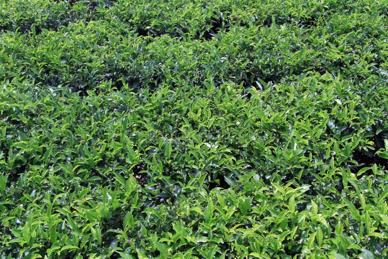 Bush of green tea stock image. Image of drink, freshness - 9261075