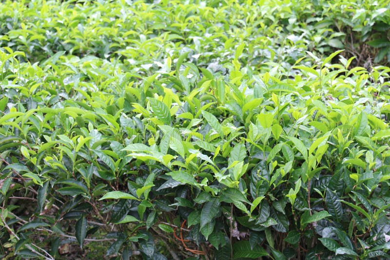 Tea bush stock image. Image of plant, seychelles, nature - 91818377
