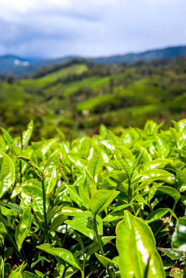 Tea bush leafs close up stock image. Image of growth - 71662455