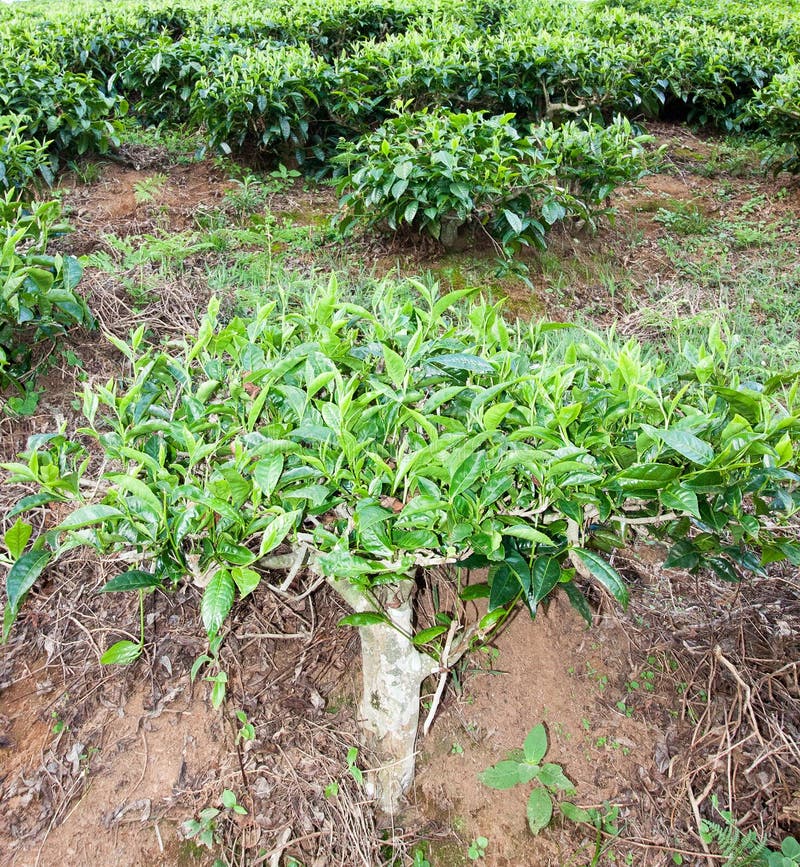 972 Highlands Kenya Stock Photos - Free & Royalty-Free Stock Photos ...