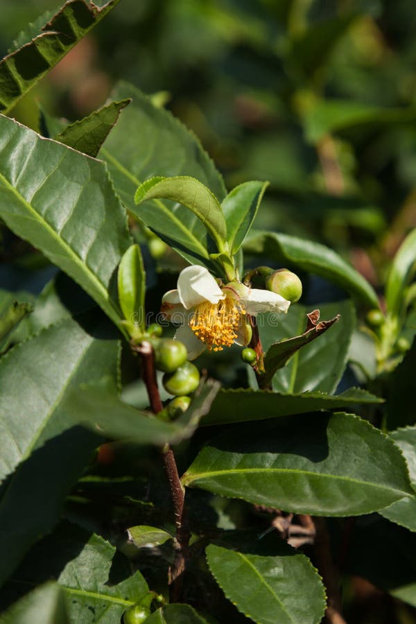 Tea bushes stock image. Image of research, turkey, flowers - 56274031