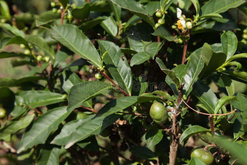Tea bushes stock image. Image of berry, institute, leaf - 56274077