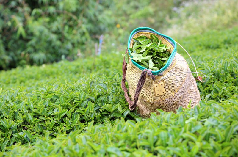 Tea picker s basket stock photo. Image of traditional, green - 334754