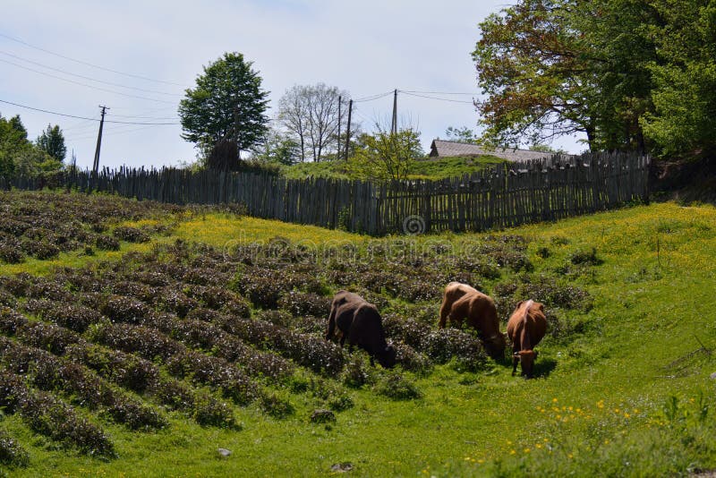 Cattle and tea plantation stock image. Image of landscape - 26393189