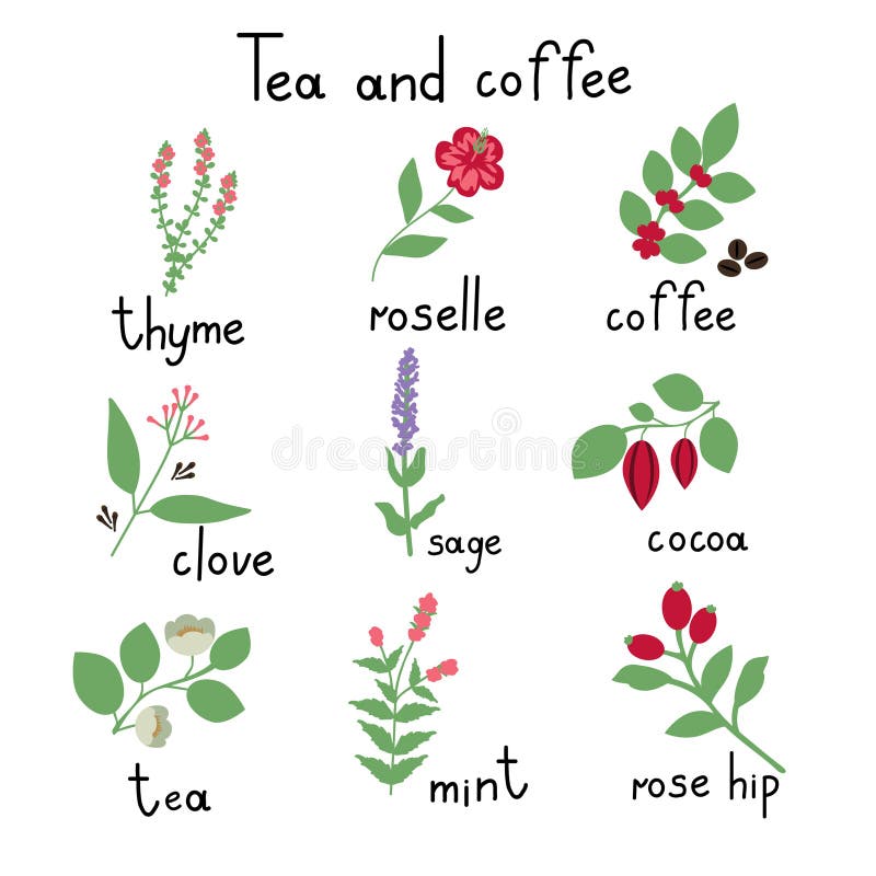 Tea and coffee plants stock vector. Illustration of collection - 269578174