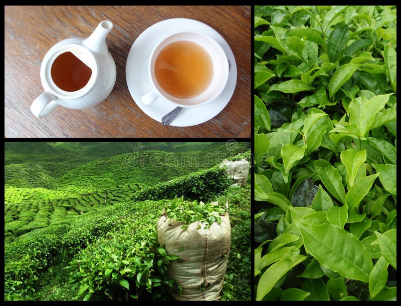 Tea collage stock photo. Image of fresh, assam, green - 39055380