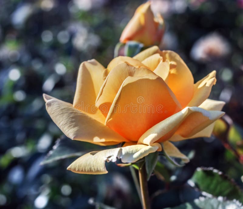 Tea Tender Colored Big Rose Stock Photo - Image of aroma, blossom ...