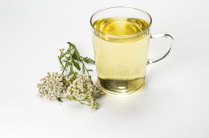 Tea of coomon yarrow stock image. Image of fresh, common - 33730365