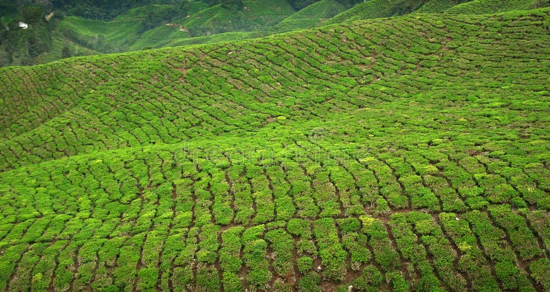 Tea Crop in Cameron Highlands, Malaysia Stock Photo - Image of asia ...